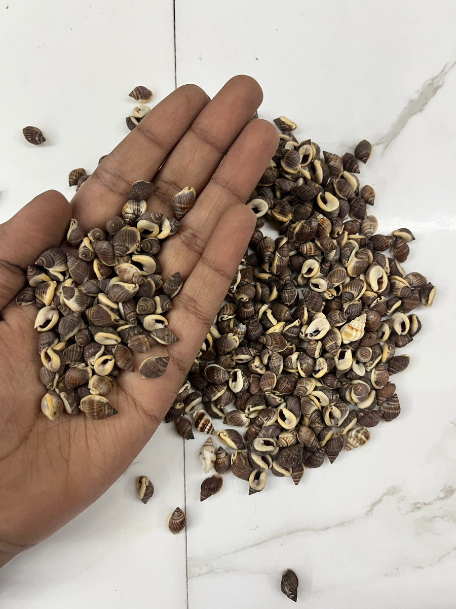 Sea shell-D 100g pack – KnowHowArtCraft