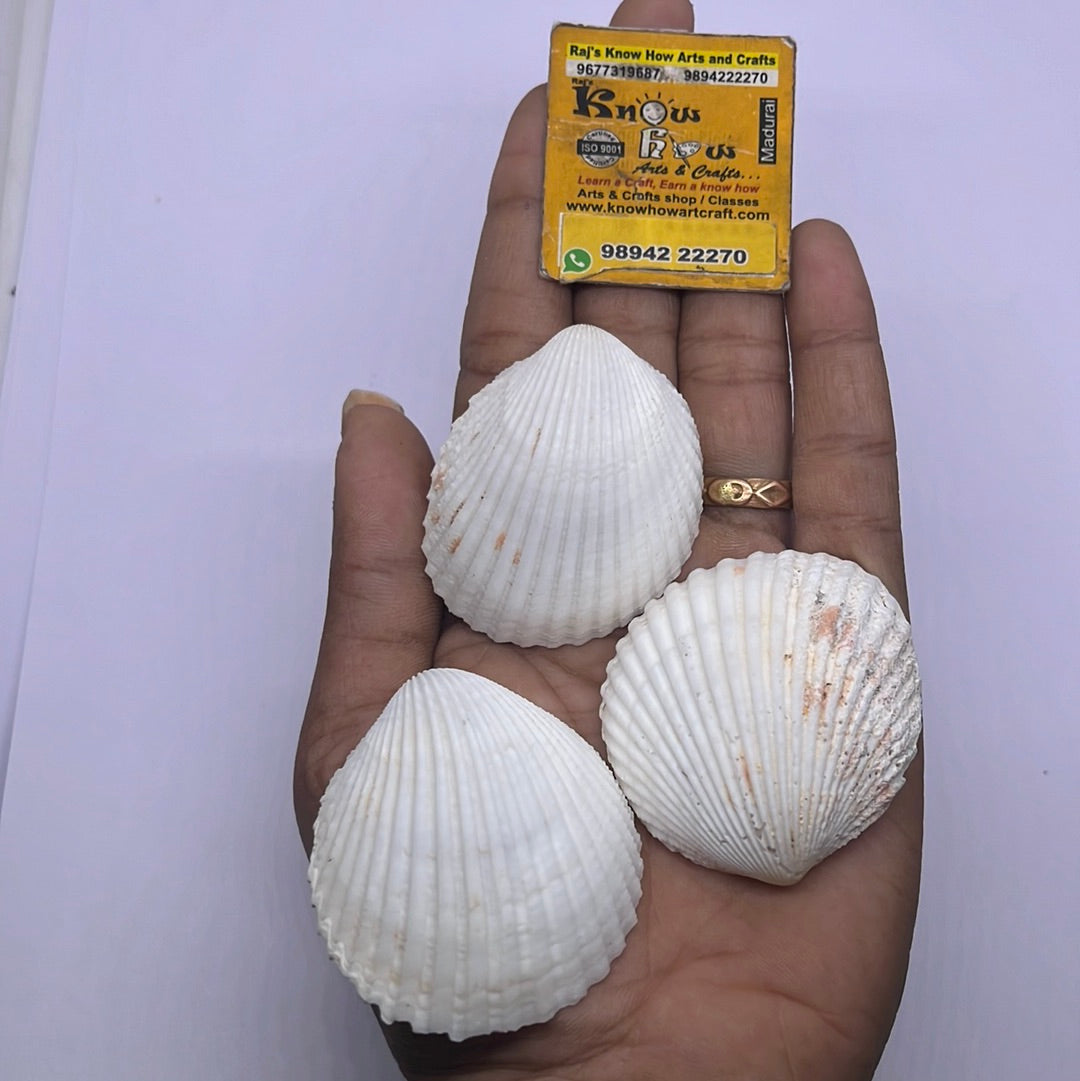 White chippi Sea shells big -50g pack – KnowHowArtCraft