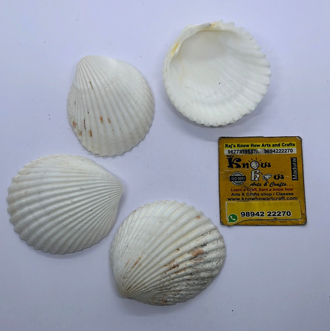 White chippi Sea shells big -50g pack – KnowHowArtCraft
