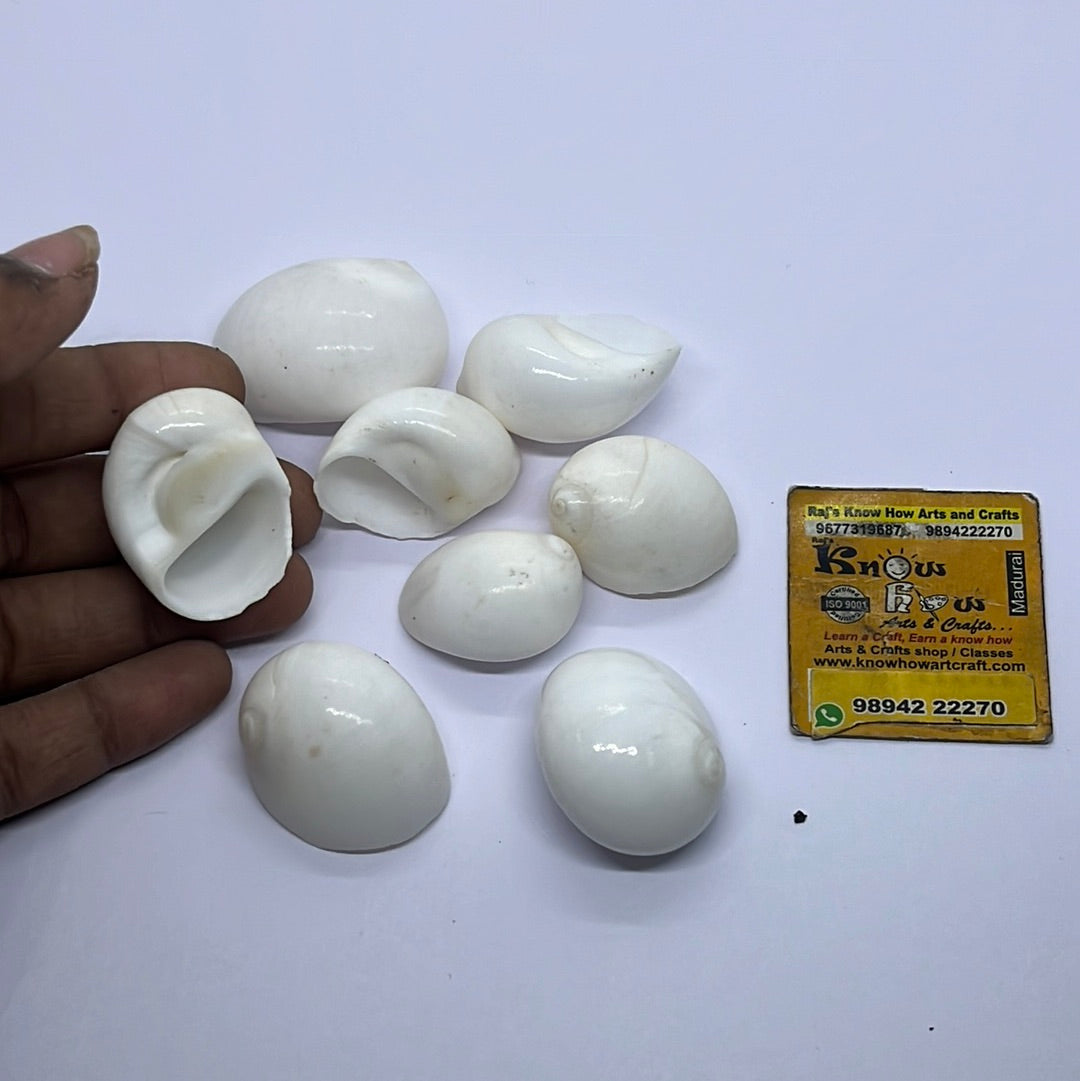 White Moon snail shells-50g pack – KnowHowArtCraft