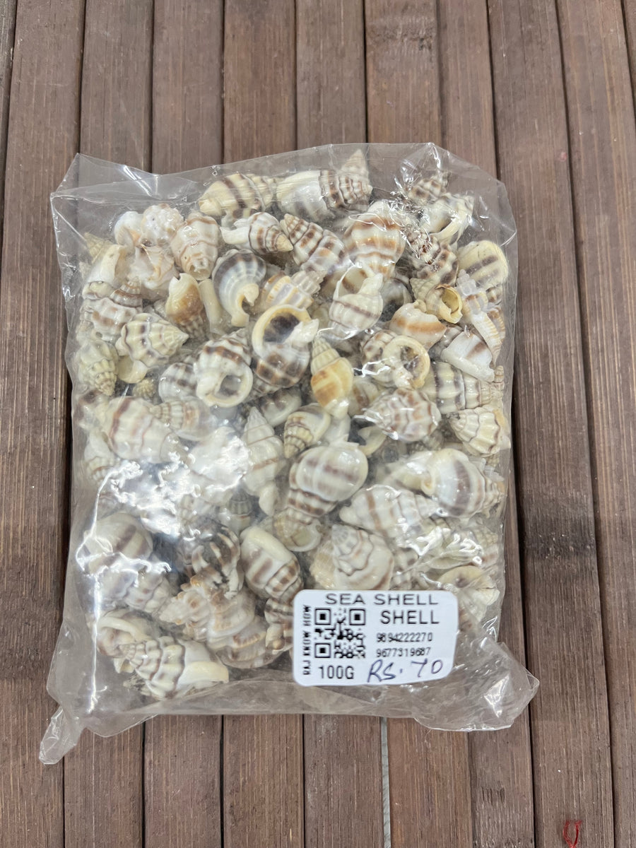 Sea shell-H 100g pack – KnowHowArtCraft