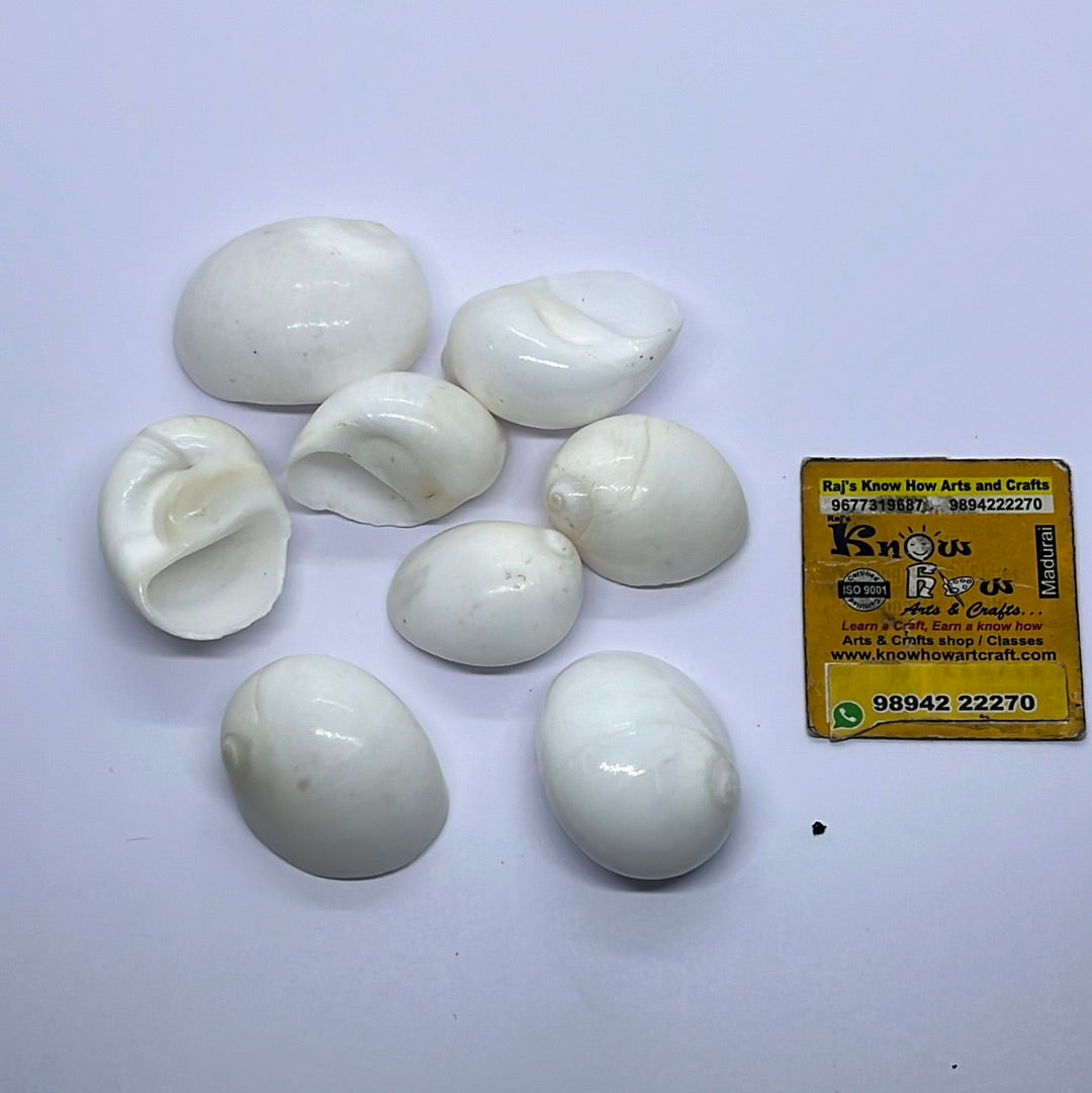 White Moon snail shells-50g pack – KnowHowArtCraft