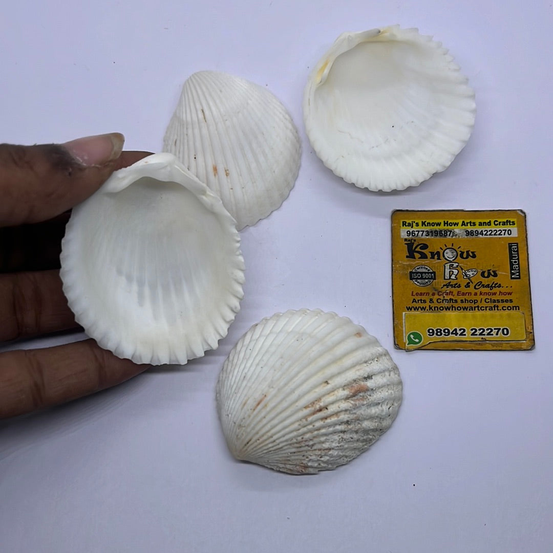 White chippi Sea shells big -50g pack – KnowHowArtCraft